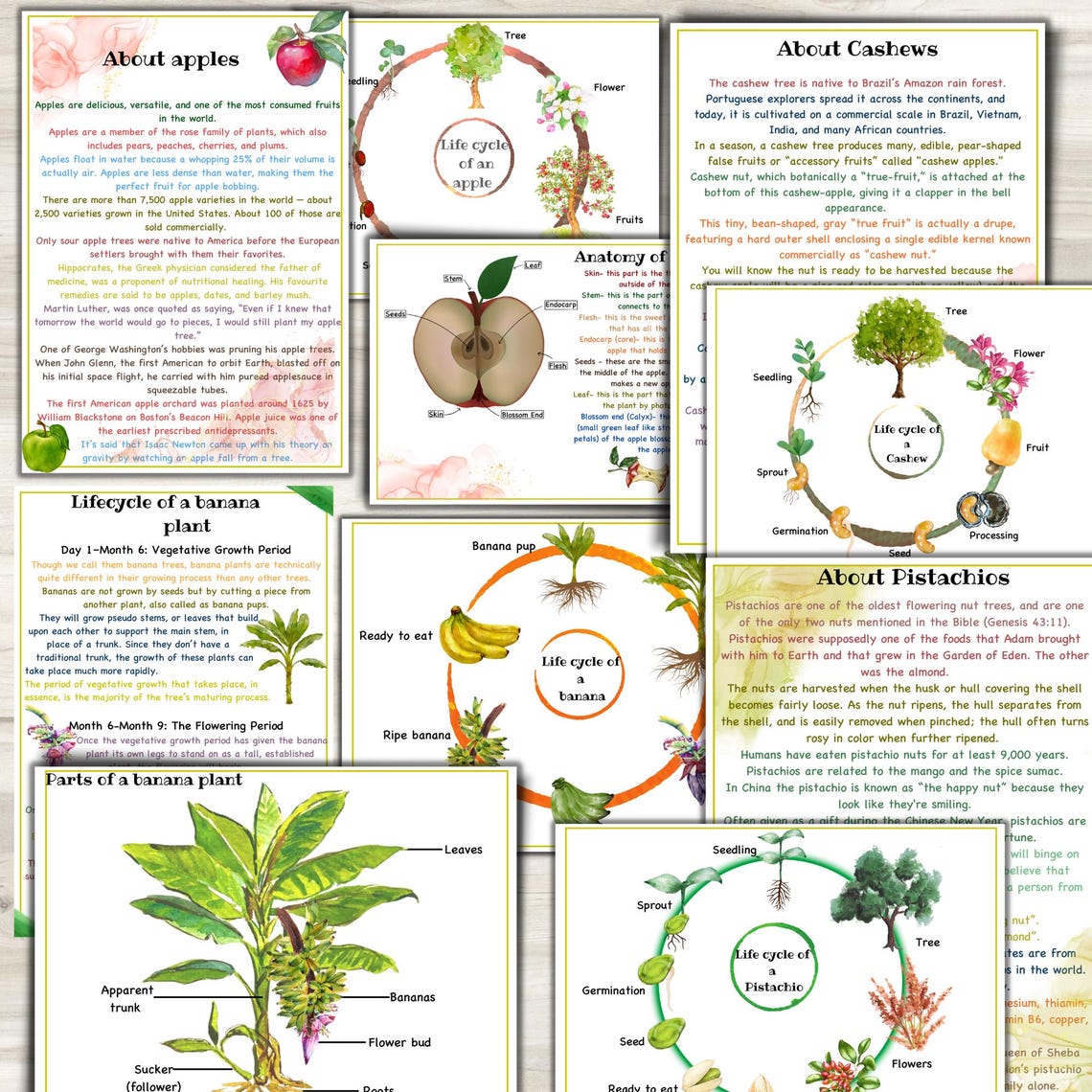 BOTANY Bundle, Flower Unit, Roots Unit, Fruits Unit, Trees Unit, Leaf ...