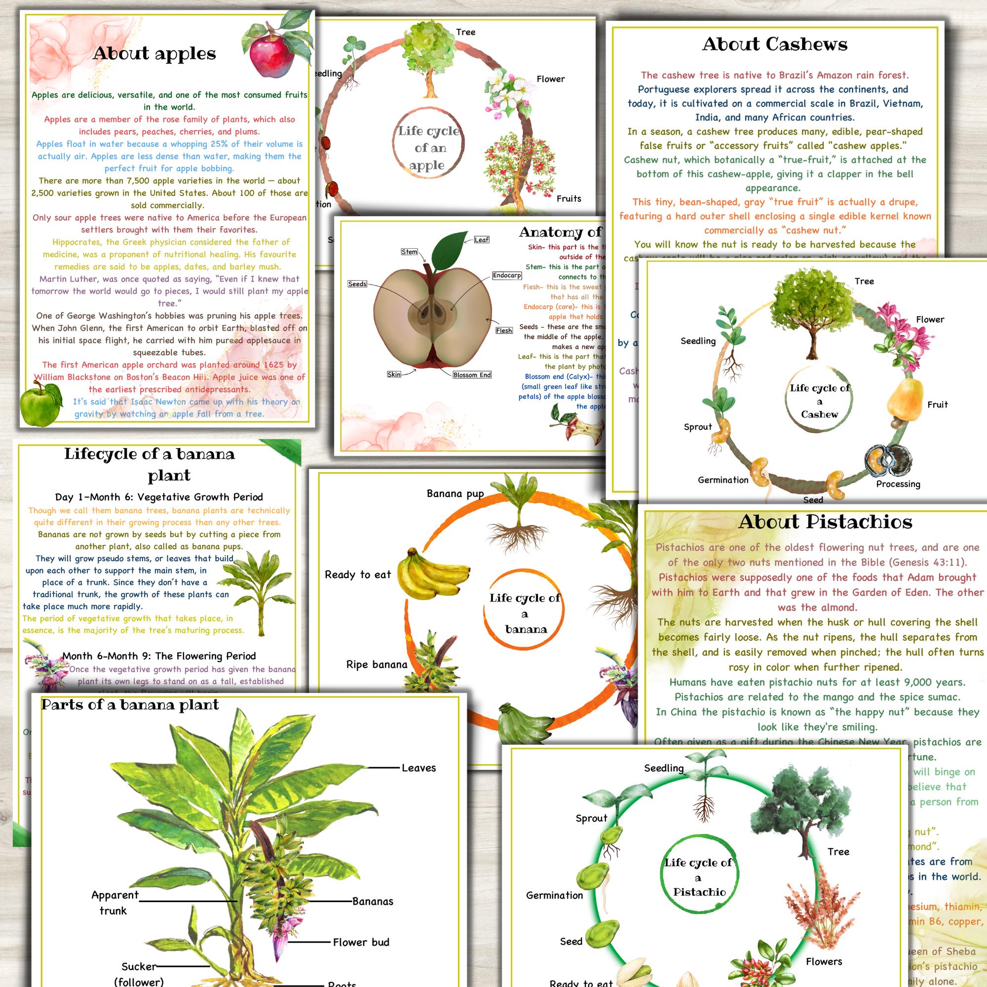 BOTANY Bundle, Flower Unit, Roots Unit, Fruits Unit, Trees Unit, Leaf ...