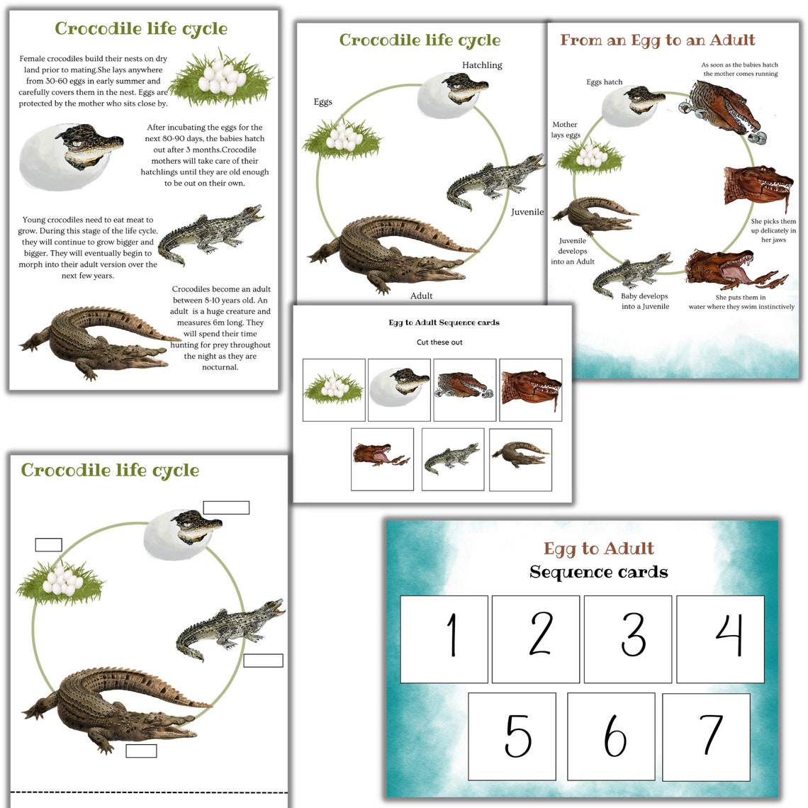 Crocodile Mini Unit Study, Crocodile Puzzle Printable, Crocodile ...
