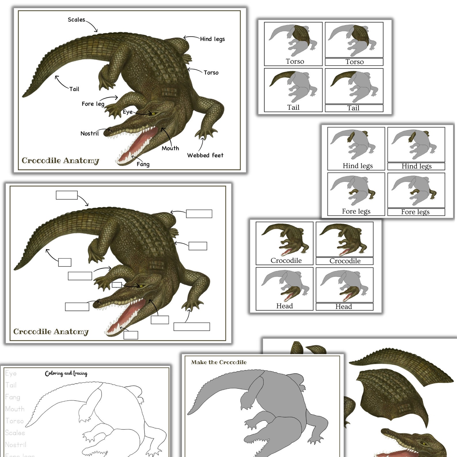 Crocodile Mini Unit Study, Crocodile Puzzle Printable, Crocodile ...