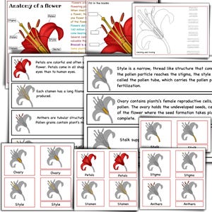 Flowers Unit Study,parts of Flower, Sunflower Life Cycle, Spring Unit ...