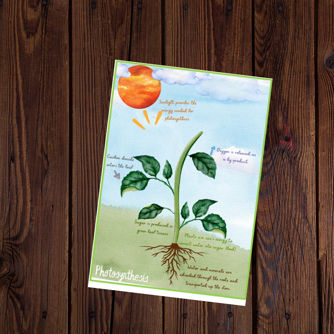 Photosynthesis Printable Nature Study Plant Study - Etsy