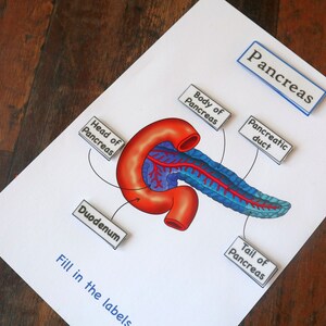 Human Pancreas Anatomy Printable Activity, Pancreas Puzzle ...