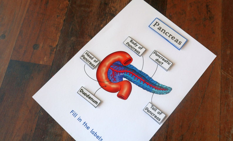 Human Pancreas Anatomy Printable Activity, Pancreas Puzzle ...