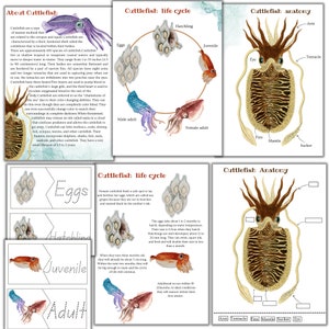 Mollusk Unit Study, Octopus Unit, Squid Unit, Cuttlefish Unit, Sea ...