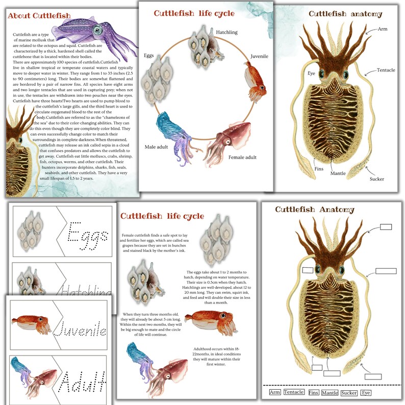Mollusk Unit Study, Octopus Unit, Squid Unit, Cuttlefish Unit, Sea ...