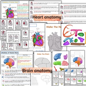 Human Body Unit Study, Skeleton Anatomy, Heart Anatomy, Brain Anatomy ...