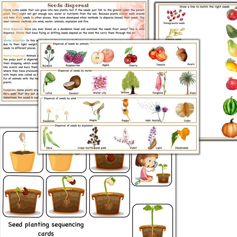 Garden Unit Study Roots Anatomy Seed Anatomy Soil Layers - Etsy