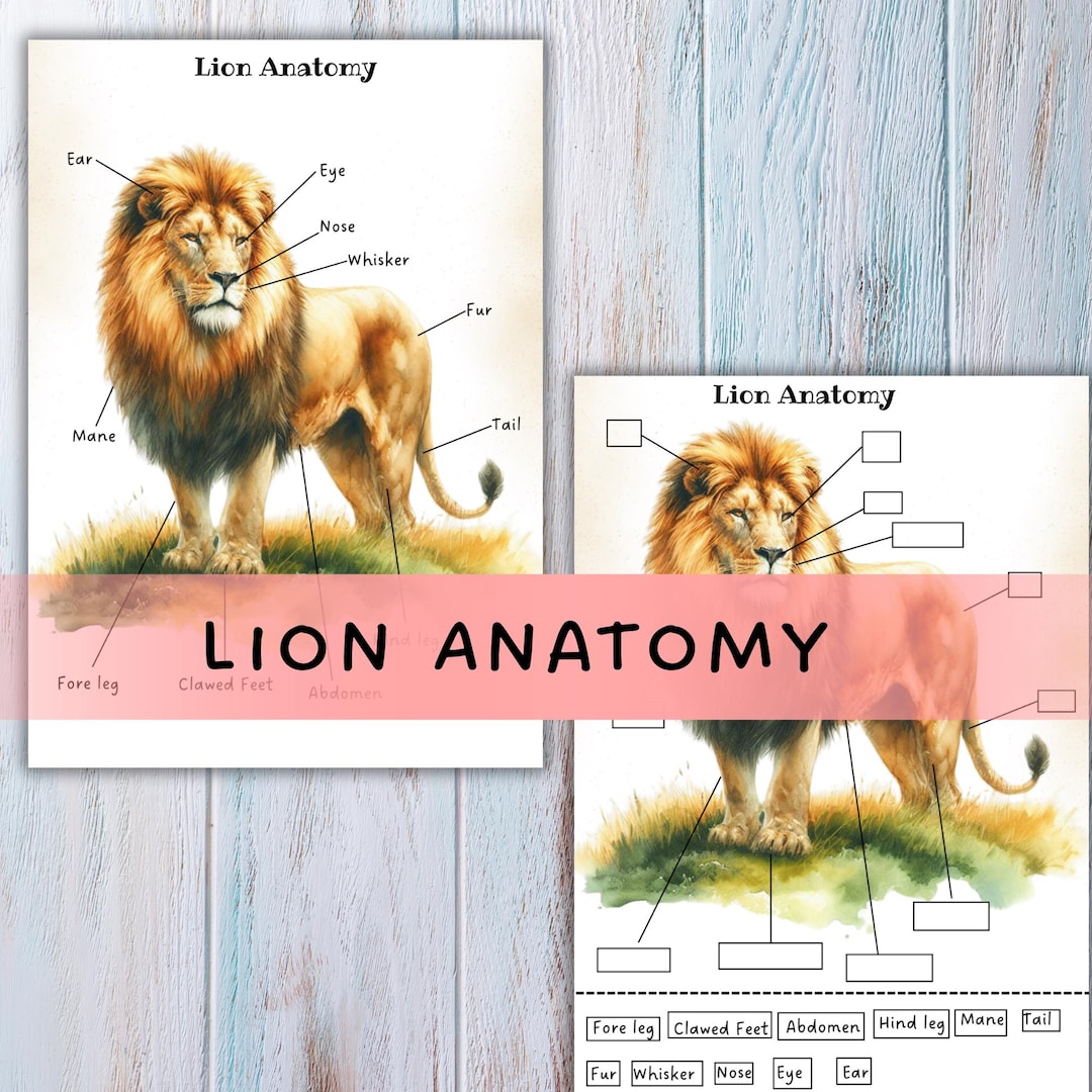 LION ANATOMY, Lion Printable, Lion Homeschool Printable - Etsy