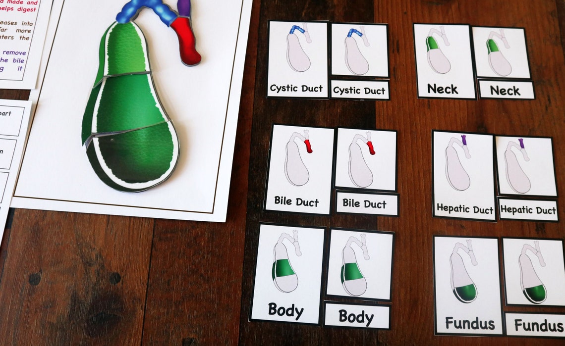 Human Gallbladder Anatomy Printable Activity Gallbladder - Etsy