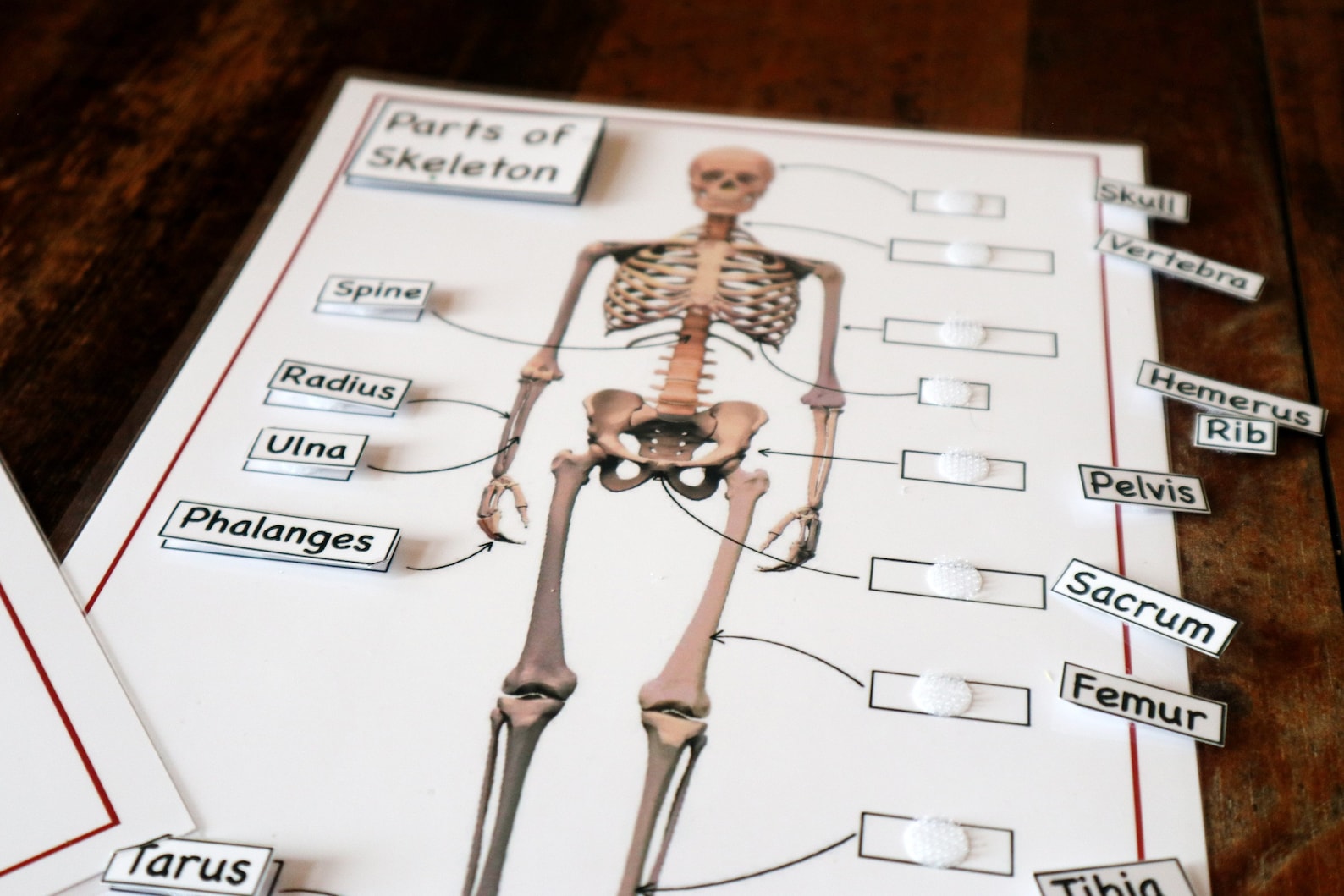 Human Skeleton Printable Activity Human Body Unit Biology - Etsy UK