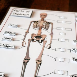 Human Skeleton Printable Activity, Human Body Unit, Biology, Science ...