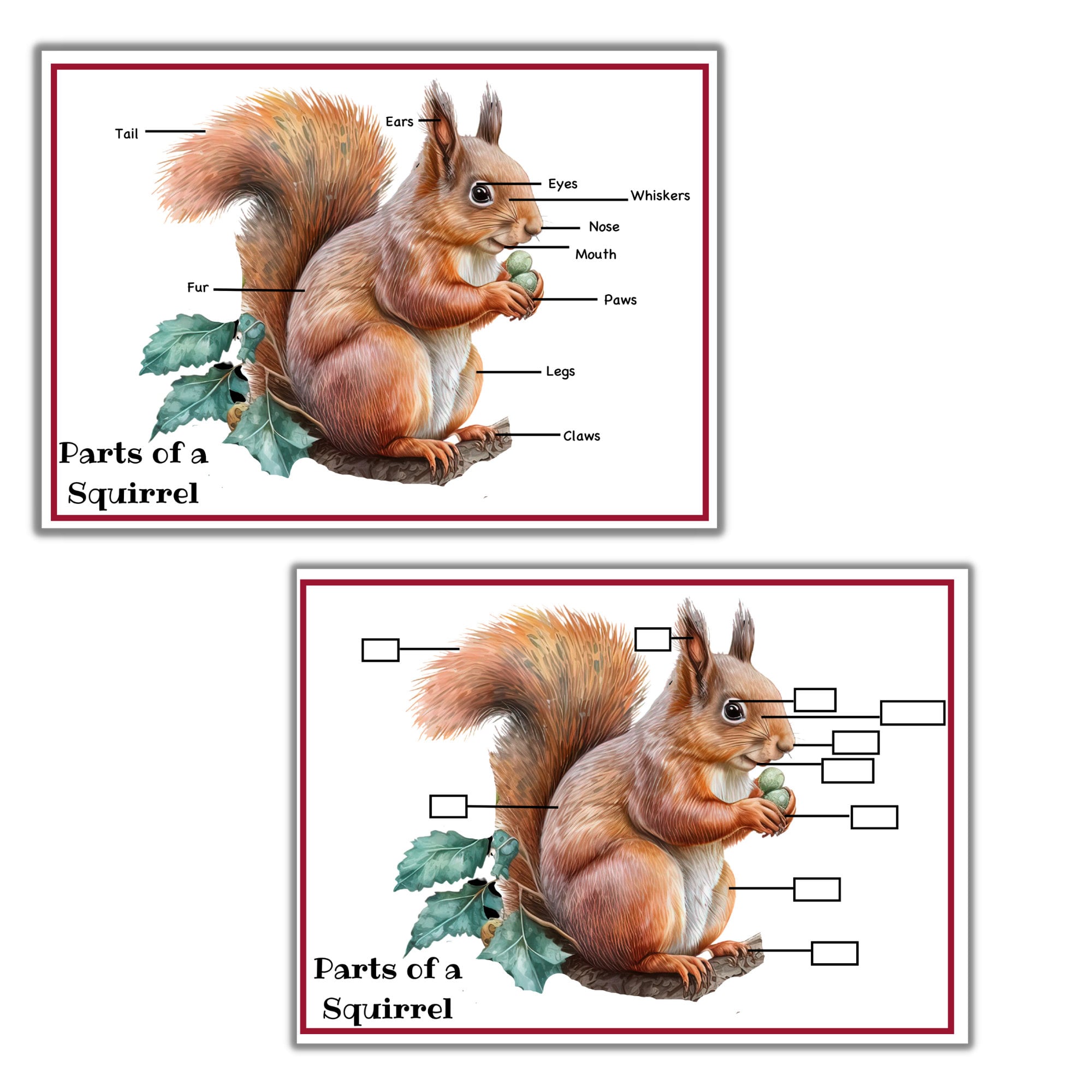 Squirrel Unit Study Squirrel Life Cycle Squirrel Anatomy - Etsy