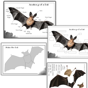 Bat Mini Unit Study, Bat Anatomy, Bat Life Cycle, Bats Poster Watecolor ...