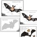 Bat Mini Unit Study, Bat Anatomy, Bat Life Cycle, Bats Poster Watecolor ...