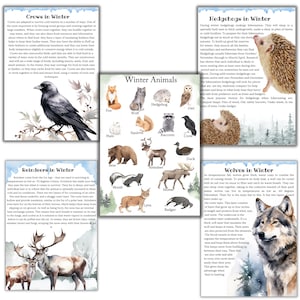 Winter Forest Animals Unit Study, Winter Activities, Animal Tracks Unit ...
