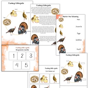 Turkey Unit Study, Thanksgiving Activity, Turkey Anatomy, Turkey Life ...