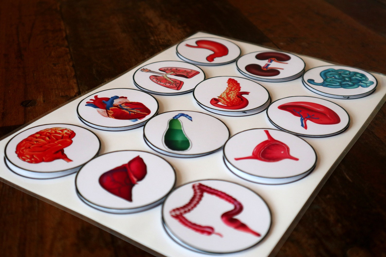 Human Organs Matching Printable Parts of Human Body Flash - Etsy