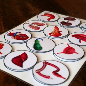 Human Organs Matching Printable, Parts of Human Body Flash Cards ...