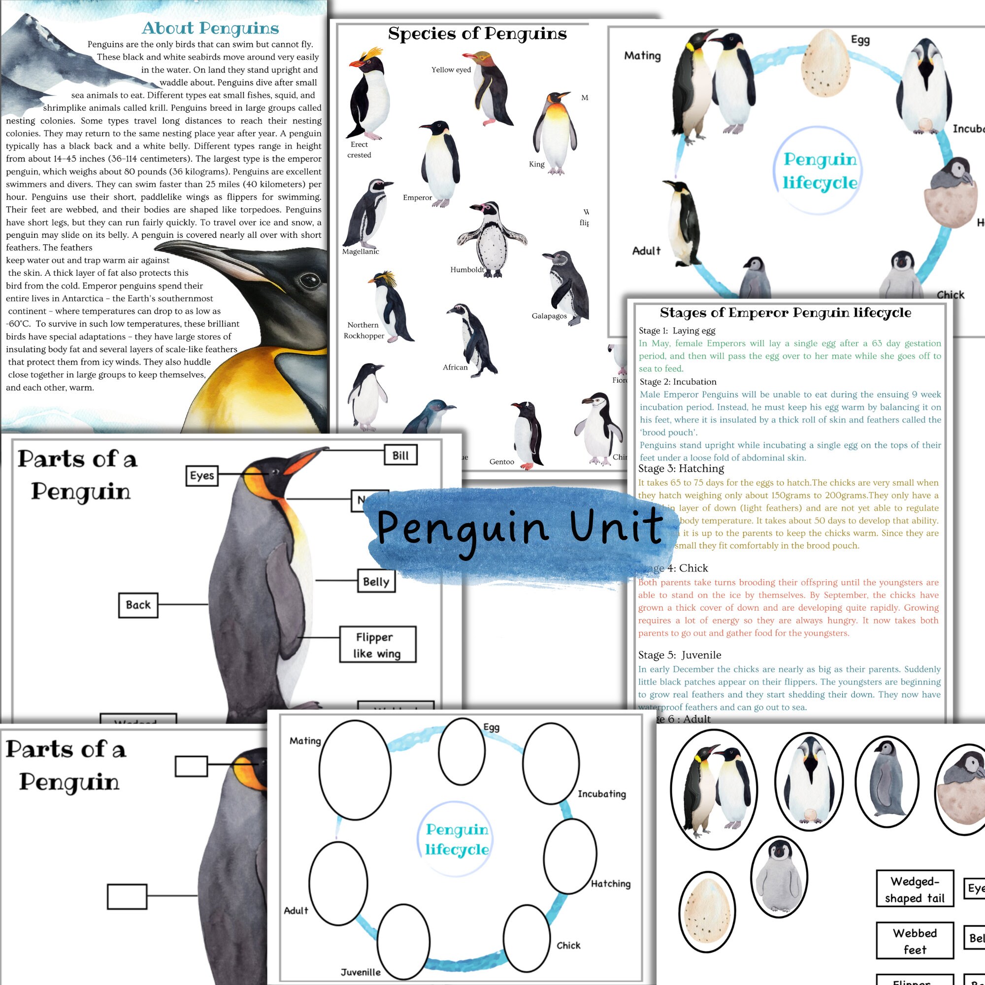 Polar Regions Unit Study, Arctic Unit Study, Antarctica Unit Study ...