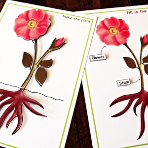 Parts of a Plant, Anatomy of a Plant, 3 Part Cards of Plant, Plant ...