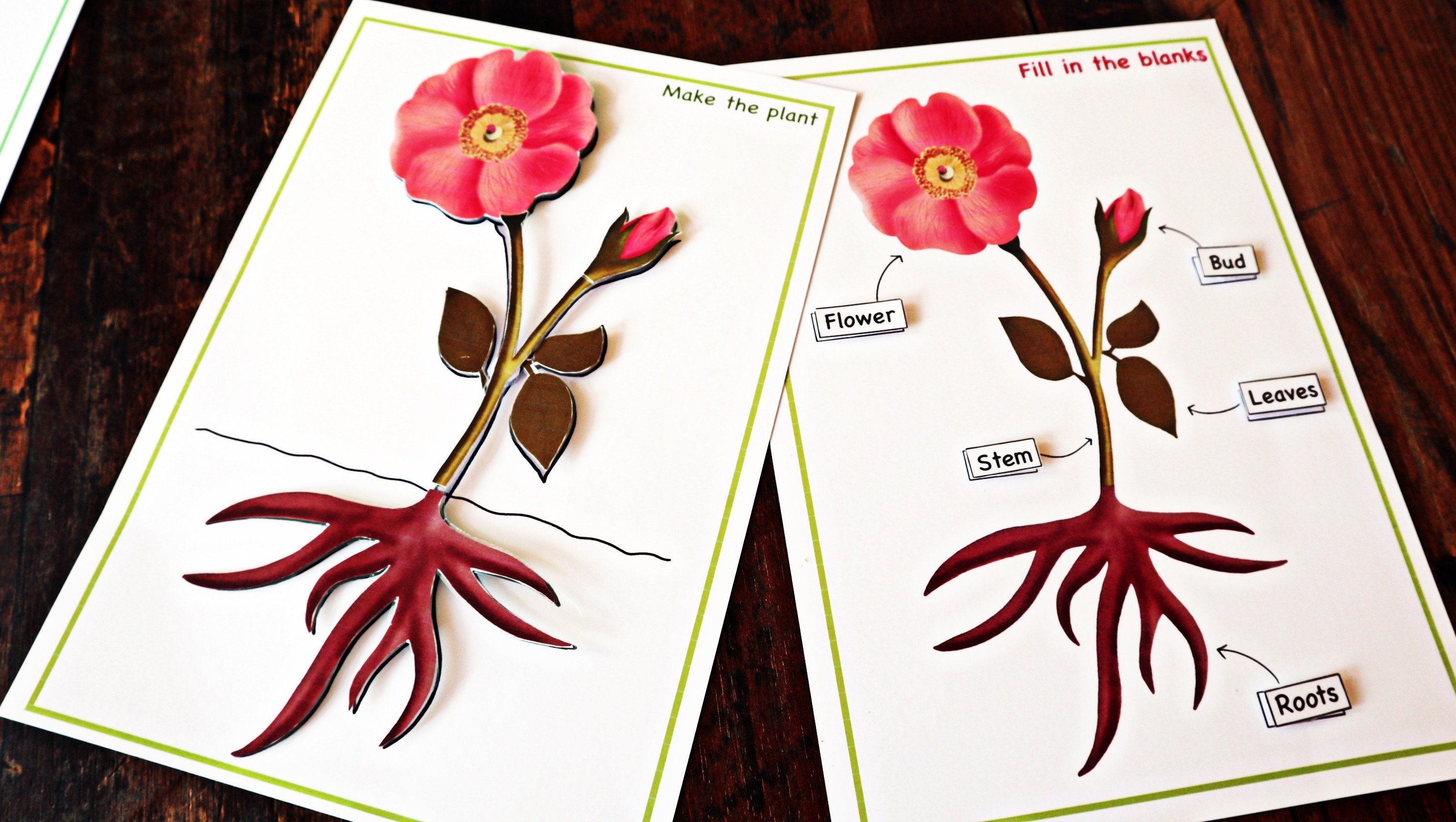 Partes de una planta, anatomía de una planta, tarjetas de 3 partes de ...