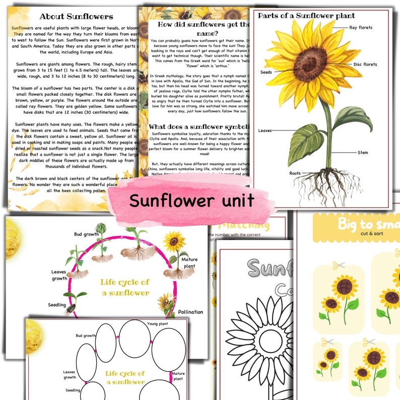 Flowers Unit Study,parts of Flower, Sunflower Life Cycle, Spring Unit ...