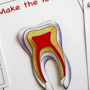 Human Tooth Anatomy Printable Activity, Tooth Nomenclature Cards ...