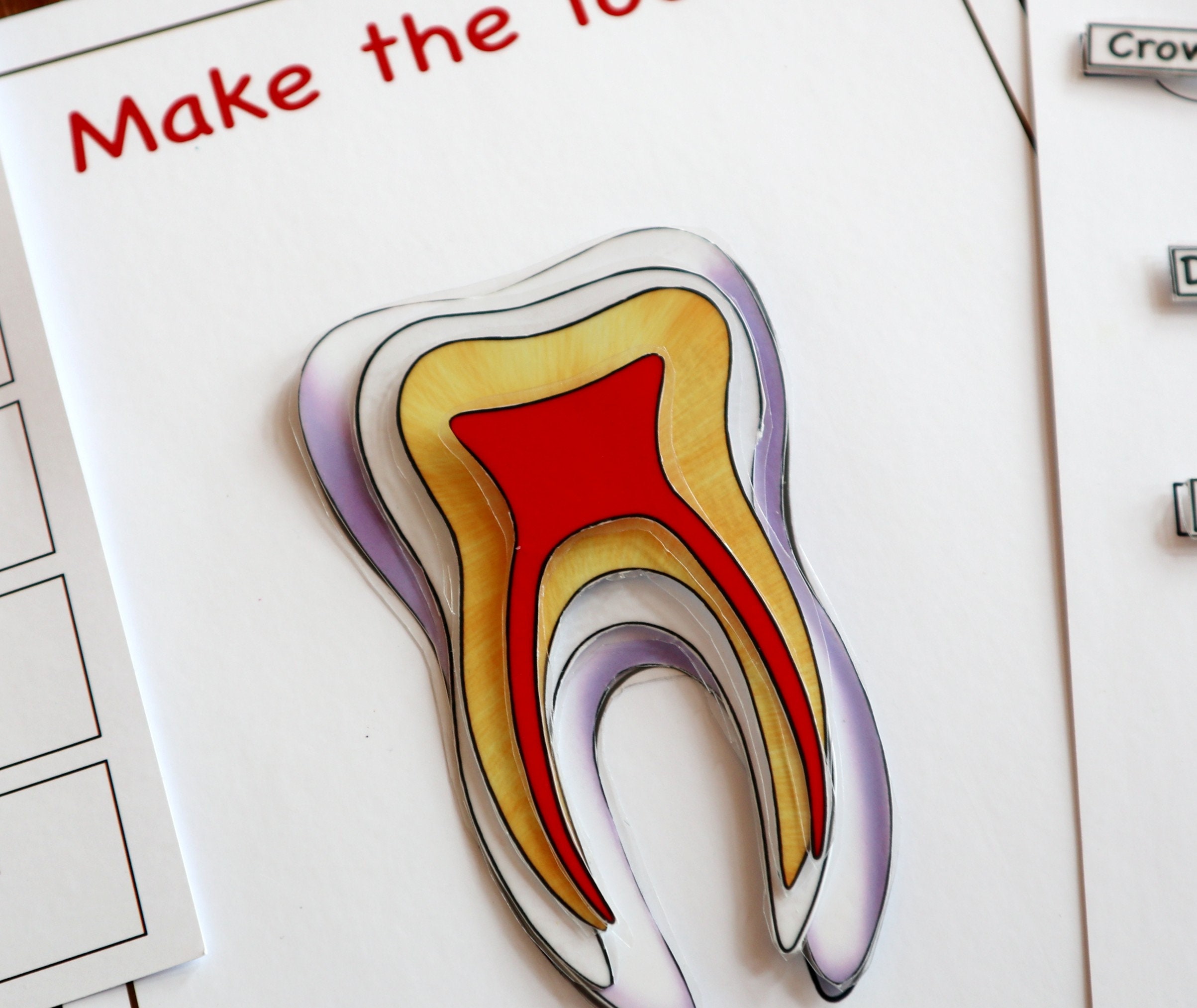Human Tooth Anatomy Printable Activity, Tooth Nomenclature Cards ...