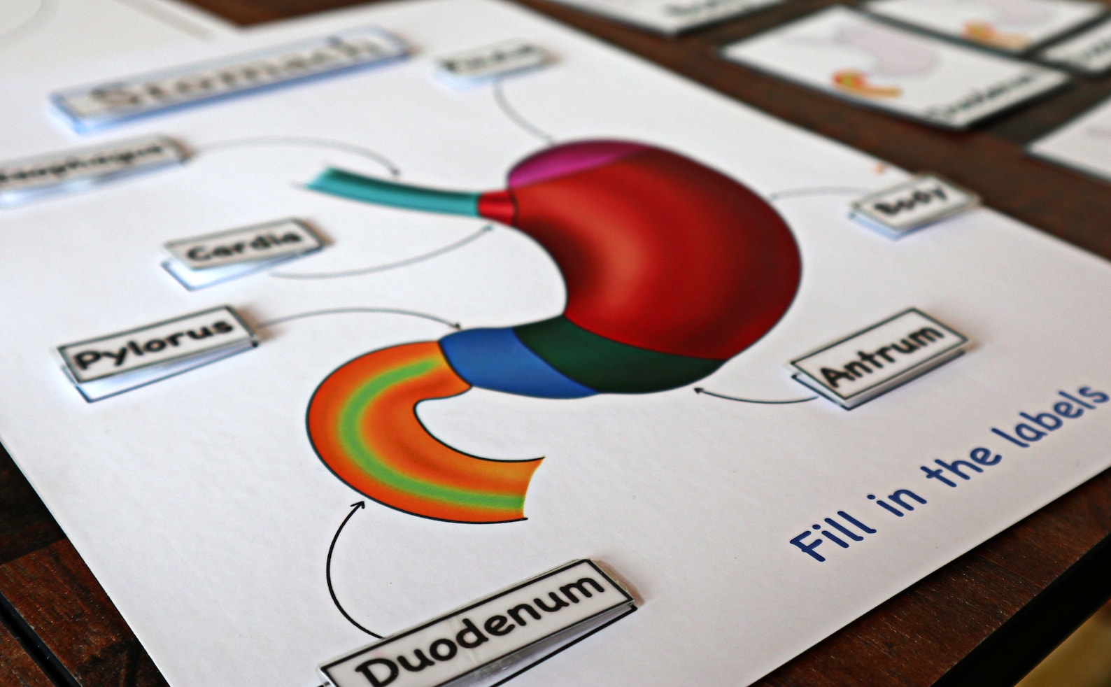 Human Stomach Anatomy Printable Activity, Stomach Nomenclature Cards ...
