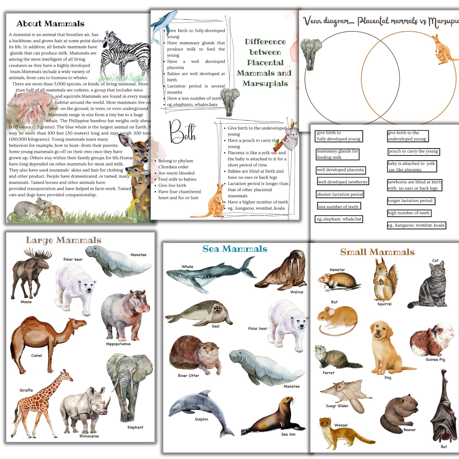 Mammals Unit Study, Elephant Unit Study, Bat Unit Study, Whale Unit ...