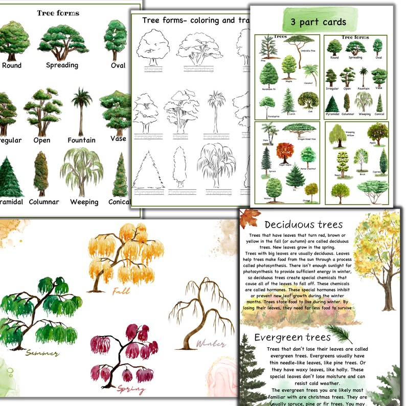 Trees Leaves Unit Study Tree Forms Parts of a Tree Parts of - Etsy