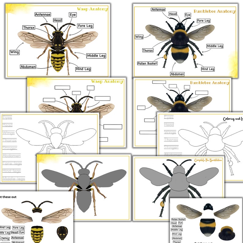 Honey Bee Unit Study Honey Bee Puzzle Printable Honey Bees - Etsy