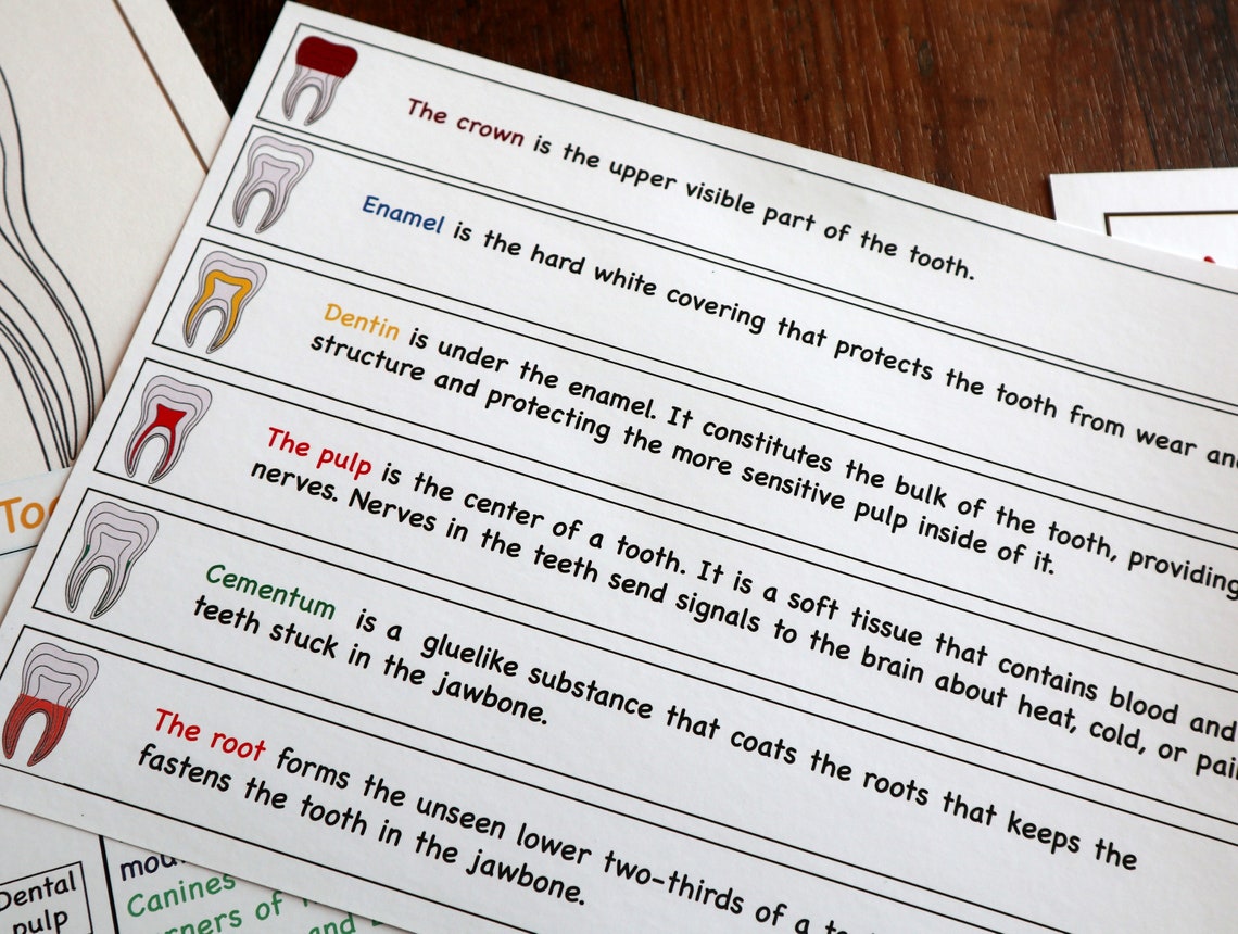 Human Tooth Anatomy Printable Activity Tooth Nomenclature - Etsy