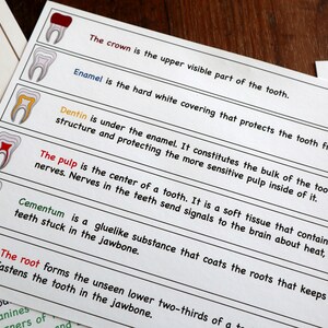 Human Tooth Anatomy Printable Activity, Tooth Nomenclature Cards ...