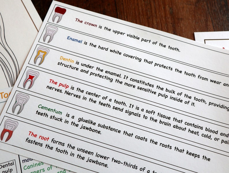 Human Tooth Anatomy Printable Activity Tooth Nomenclature - Etsy