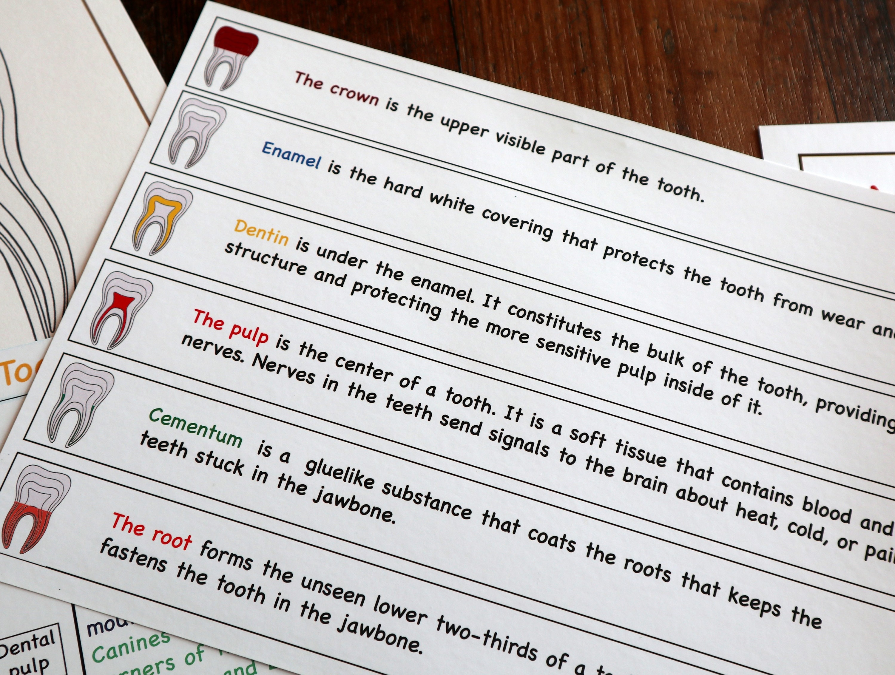 Human Tooth Anatomy Printable Activity, Tooth Nomenclature Cards ...