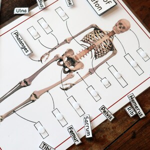 Human Skeleton Printable Activity, Human Body Unit, Biology, Science ...