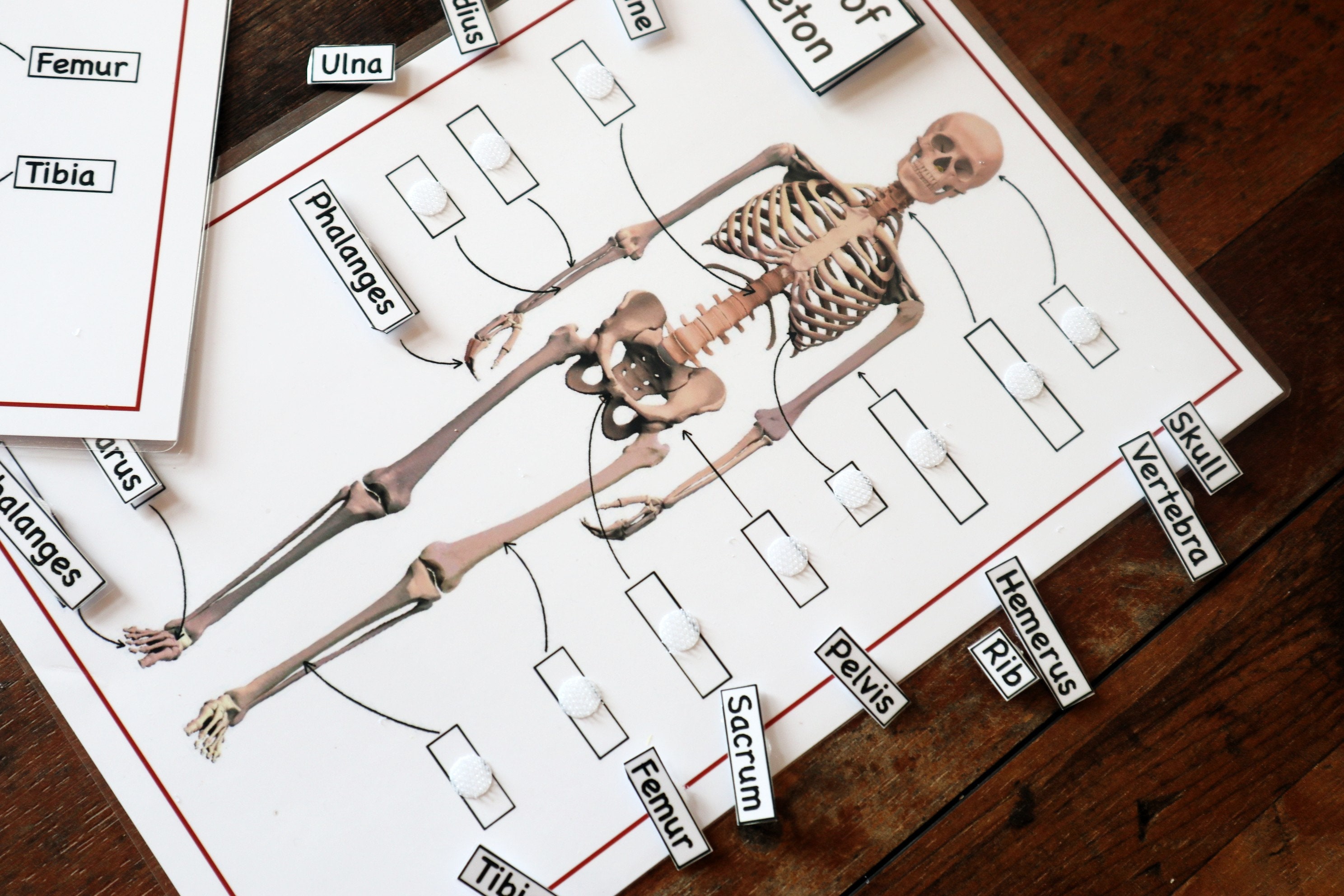 Human Skeleton Printable Activity Human Body Unit Biology - Etsy