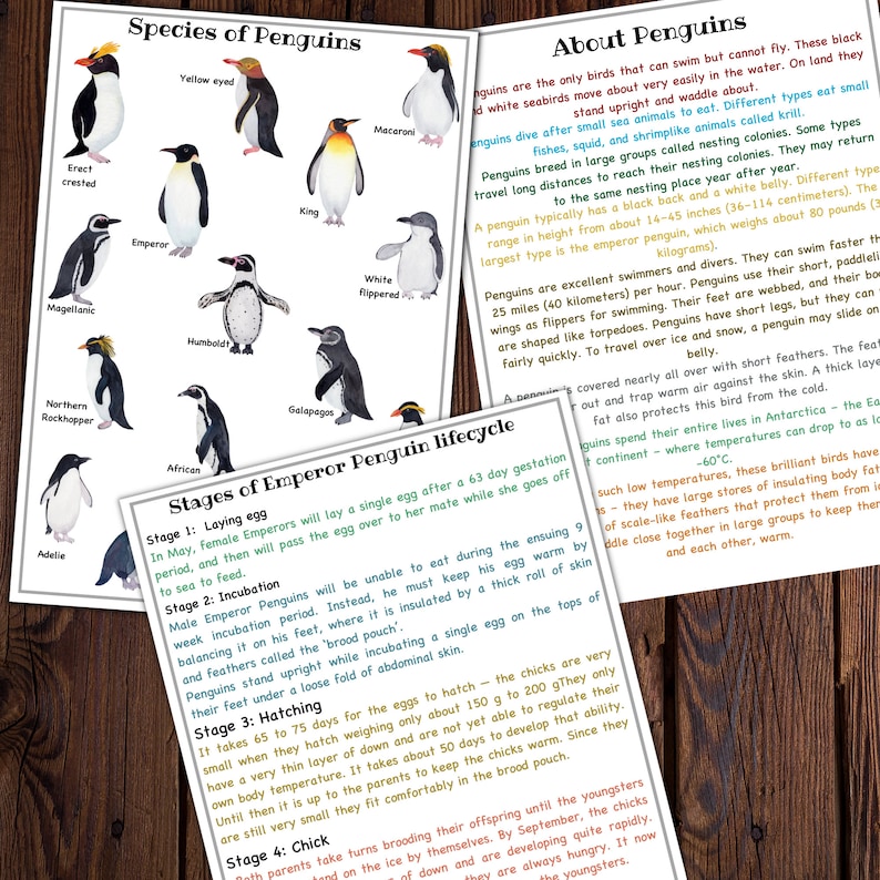 Penguin Mini Unit, Penguin Lifecycle, Penguin Anatomy, Winter Activity ...