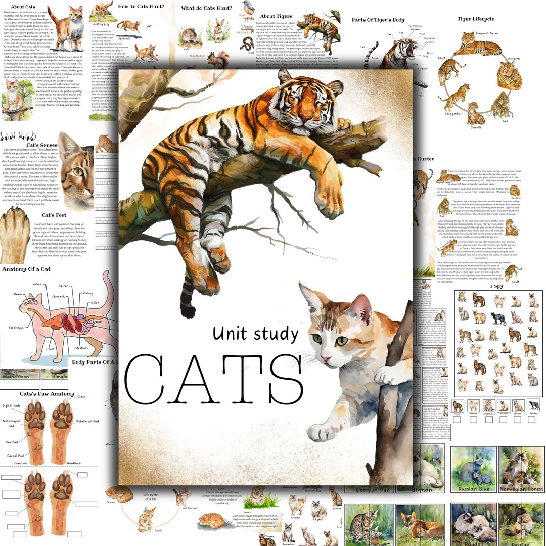 Cat Unit Study, Cat Anatomy, Tiger Anatomy, Big Cats Unit, Cat ...
