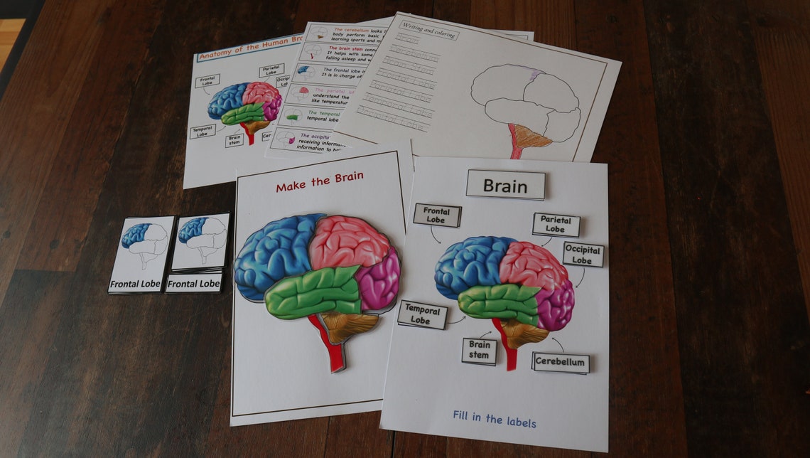 Human Brain Anatomy Printable Activity Brain Puzzle Brain - Etsy