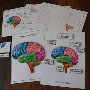 Human Brain Anatomy Printable Activity, Brain Puzzle, Brain ...