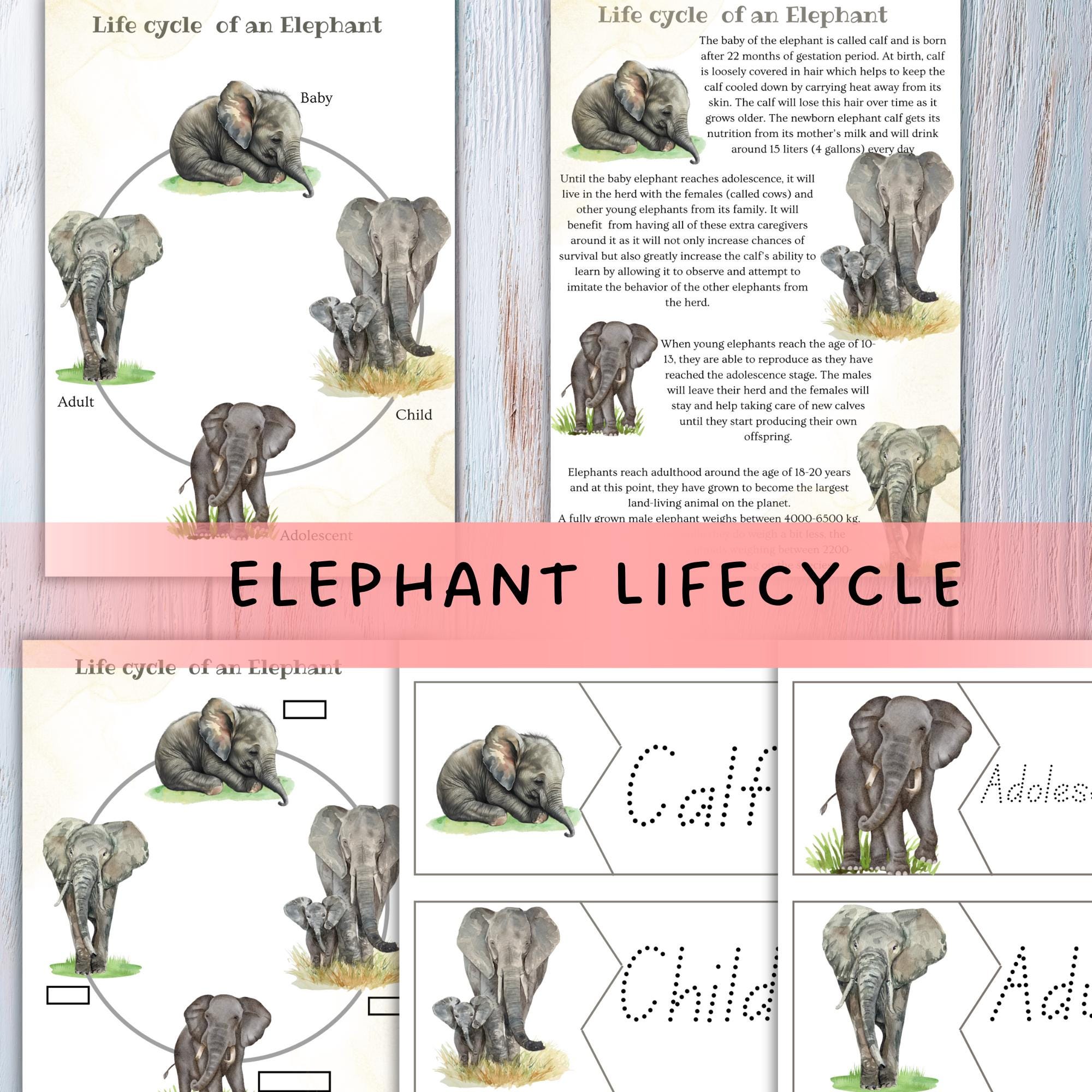 ELEPHANT LIFE CYCLE, Elephant Printable, Elephant Homeschooling ...