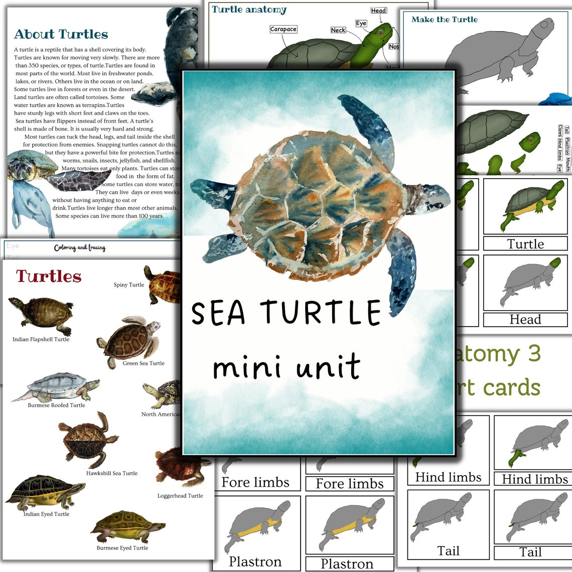 Sea Turtle Mini Unit, Turtle Printable Puzzle, Turtle 3 Part Cards ...