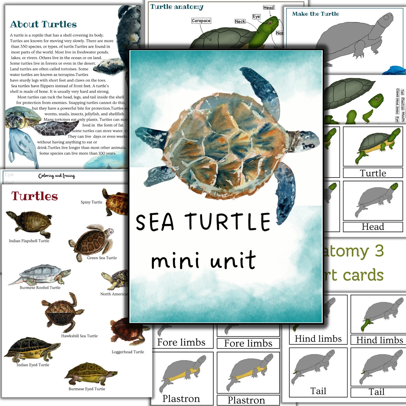 Sea Turtle Mini Unit, Turtle Printable Puzzle, Turtle 3 Part Cards ...