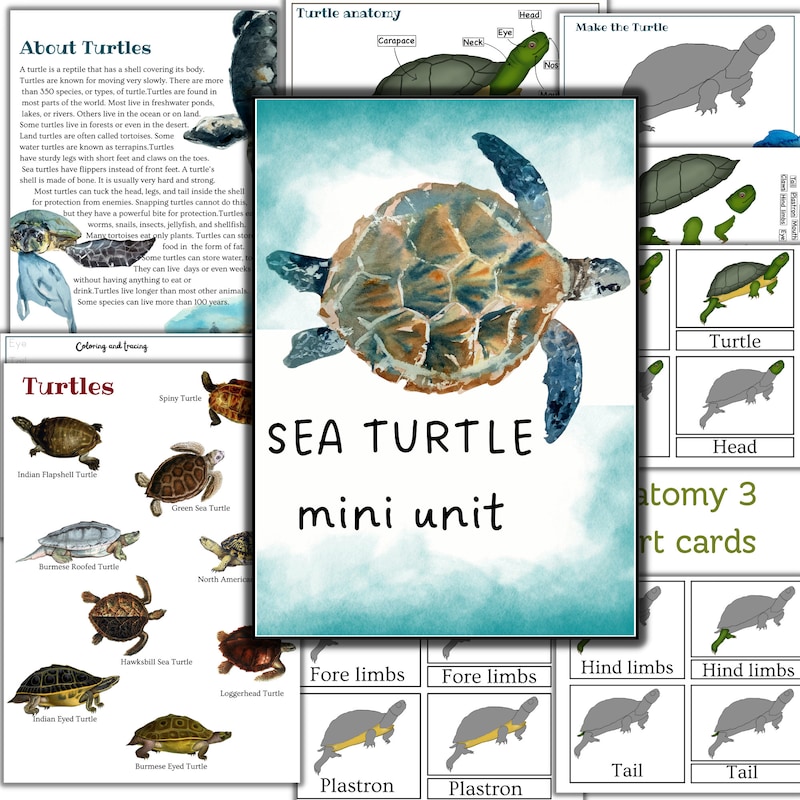 Turtle Printables - Etsy