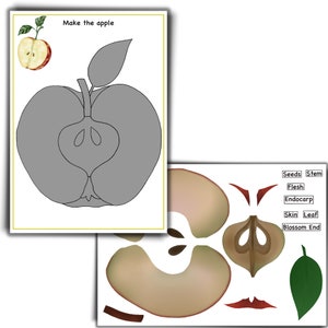 Apple Unit Study, Apple Anatomy, Parts of an Apple, Apple Printable ...