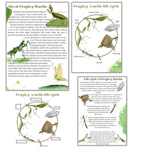 Praying Mantis Mini Unit Study, Praying Mantis Activities, Insects ...