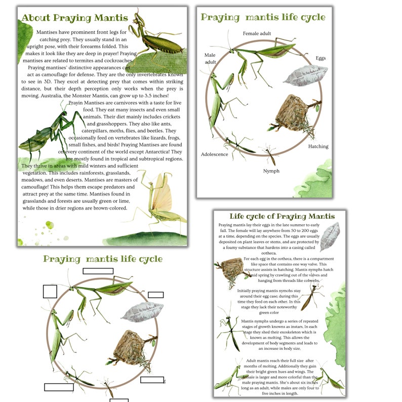 Praying Mantis Mini Unit Study, Praying Mantis Activities, Insects ...